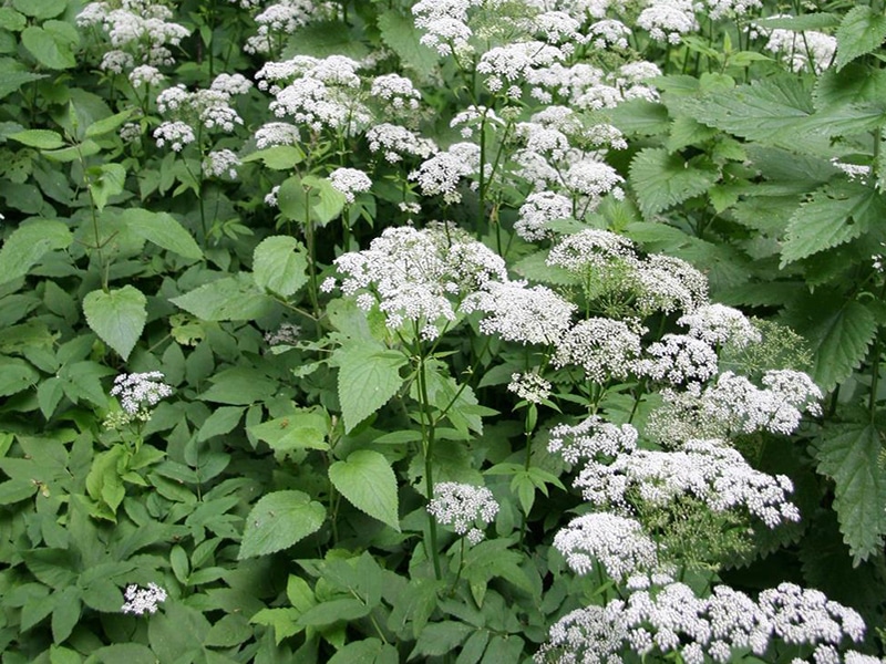 Invasive Plants—Identification and Control - Norfolk, Connecticut